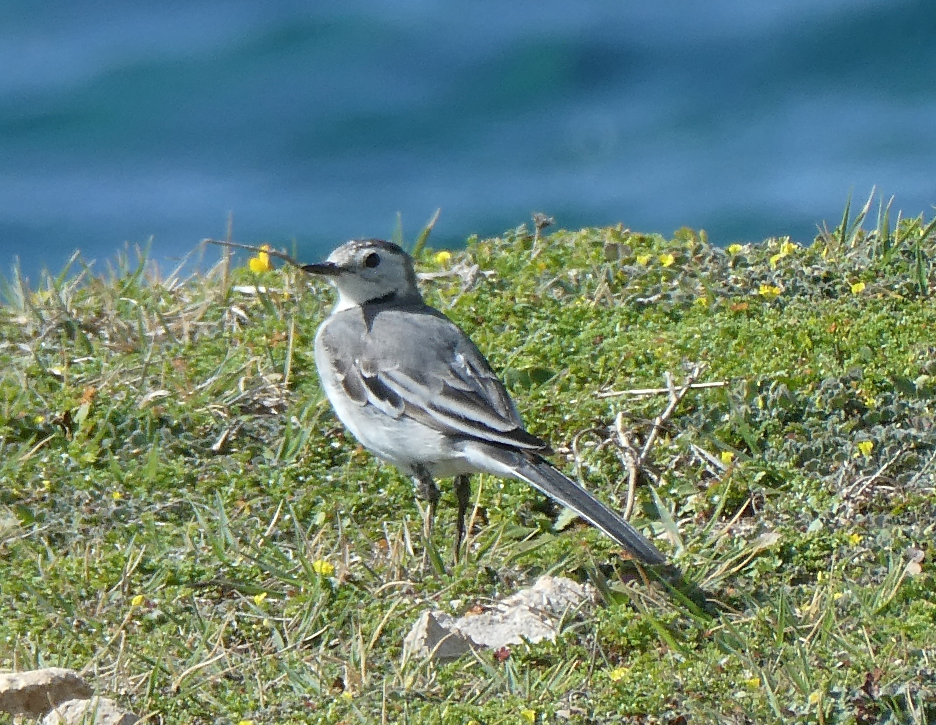 Wagtail, White | Spotted Woodpecker